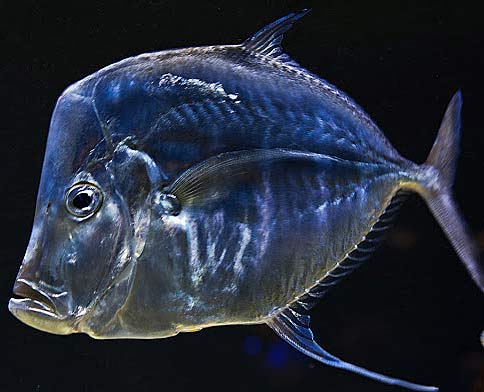 What fish has a flat face?
