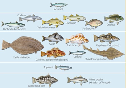 What fish have the most PCBs?