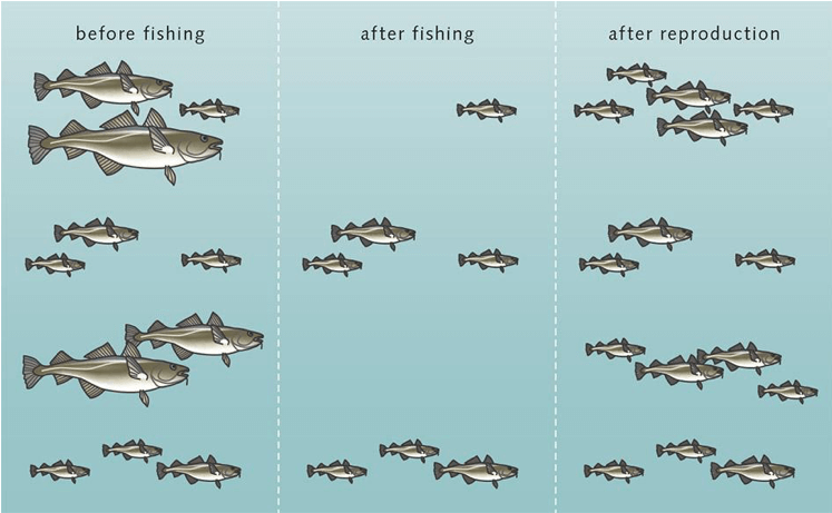 What fish in the UK would be classed as unsustainable?