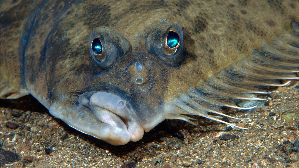 What fish is flounder?