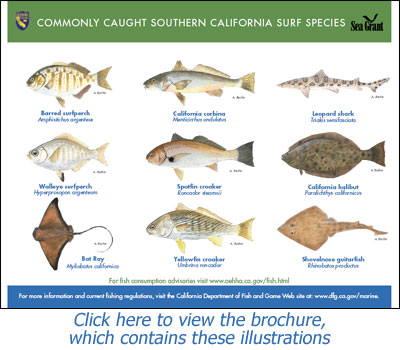 What fish is local California?