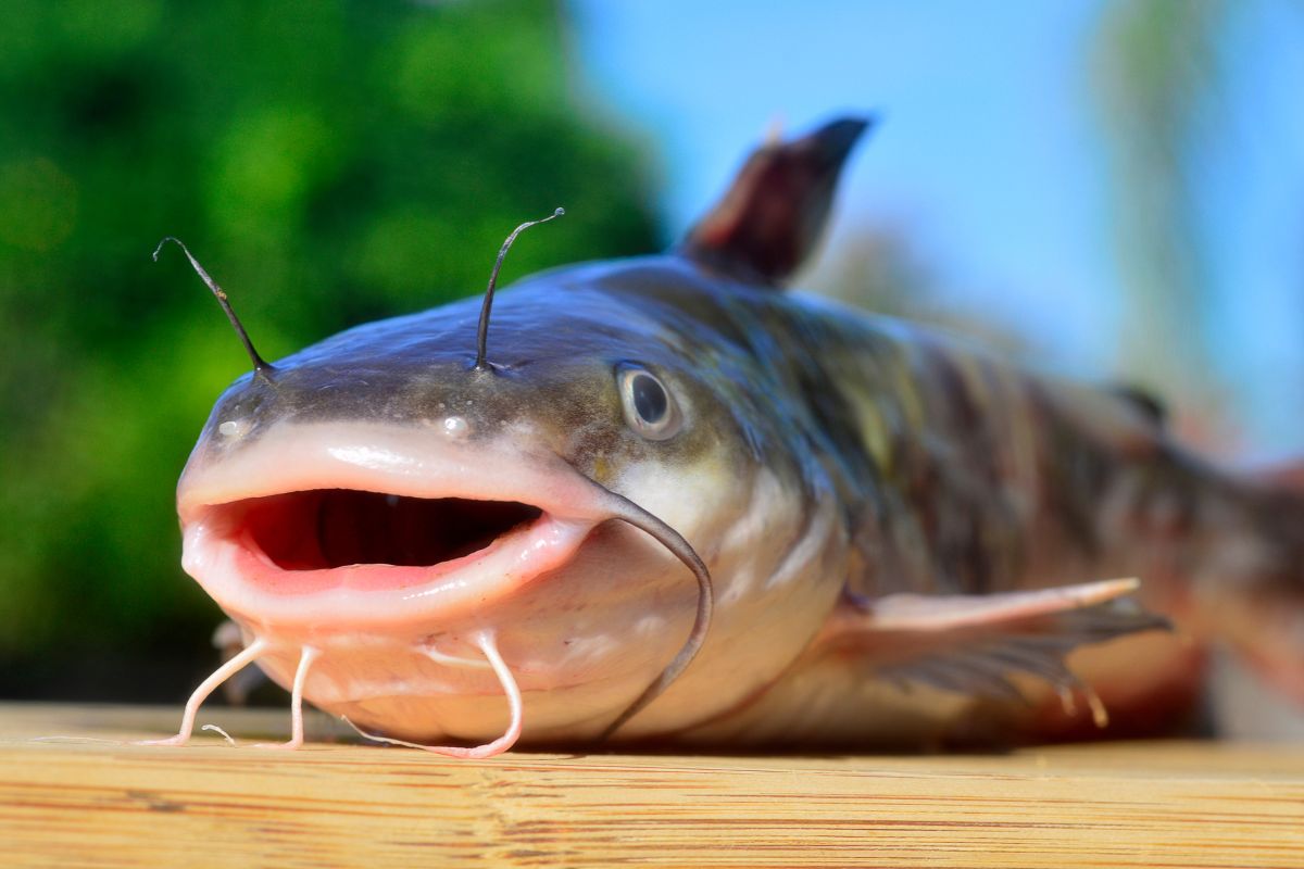 What fish is most similar to catfish?