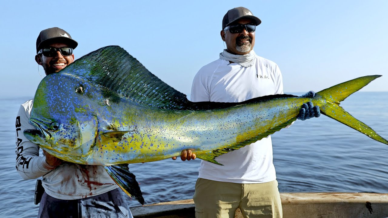What fish is most similar to mahi mahi?