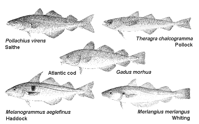 What fish is part of the cod family?