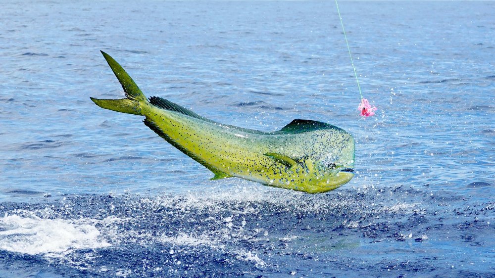What fish is similar in taste to mahi mahi?