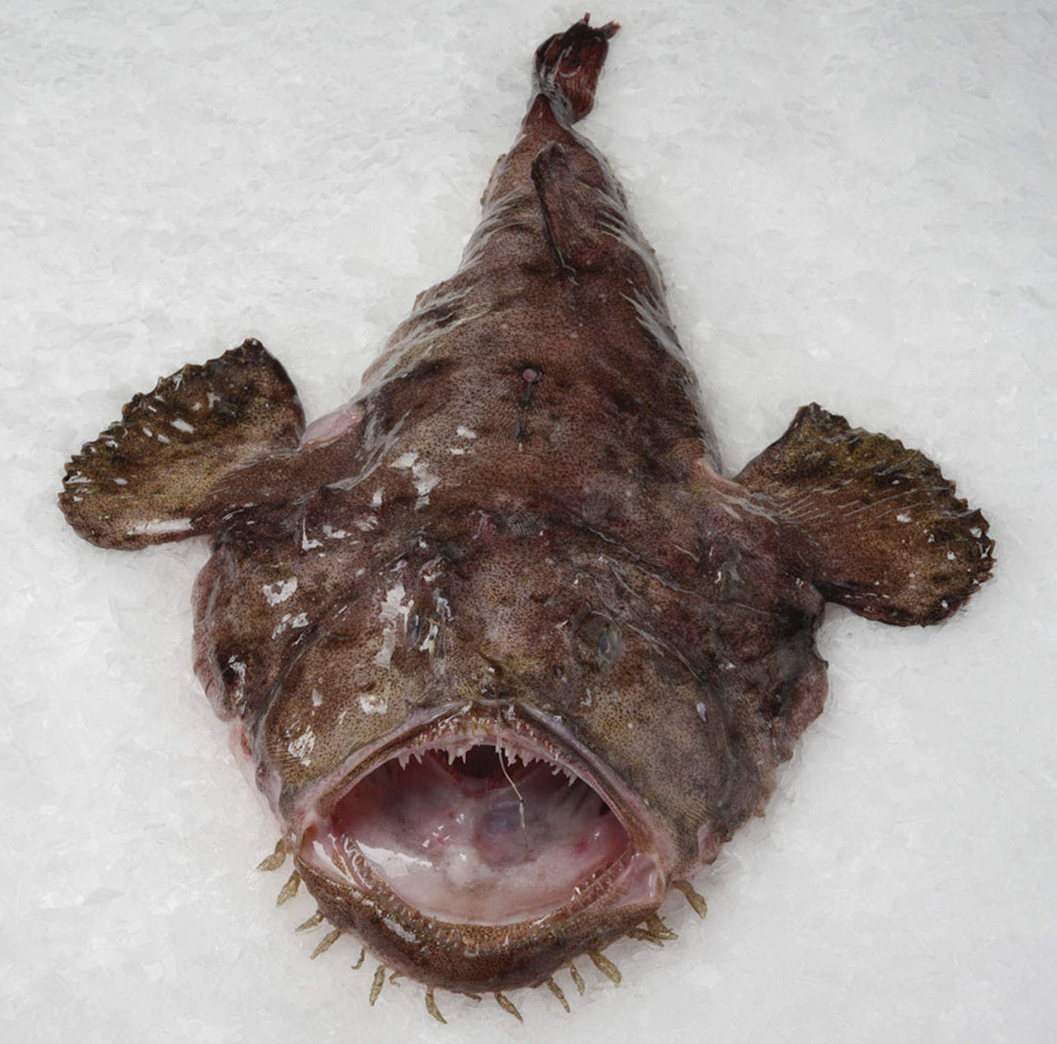 What fish is similar to monkfish?