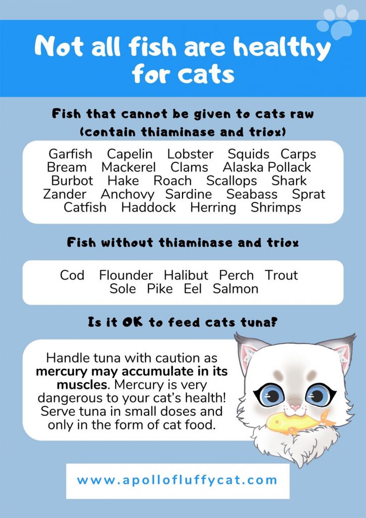 What fish is toxic to cats?