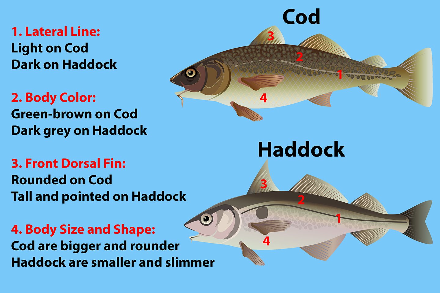 What fish is very similar to cod?