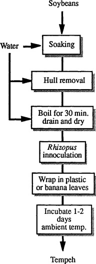 What happens during tempeh fermentation?