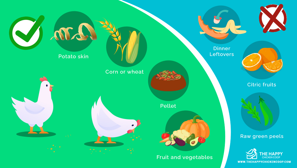 What happens if chickens don't eat layer feed?