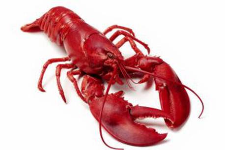 What happens if I eat too much lobster?