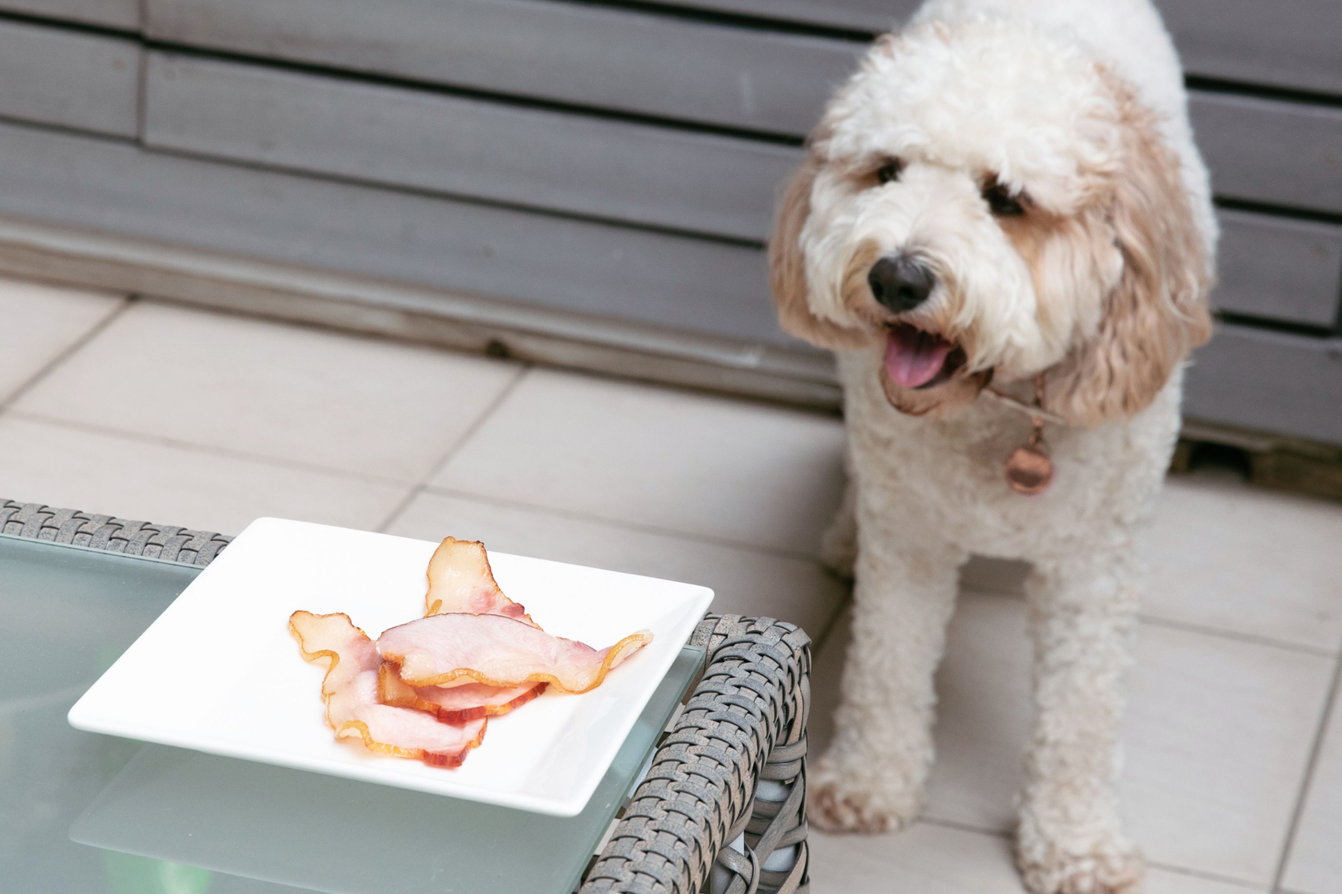 What happens if my dog eats pork?