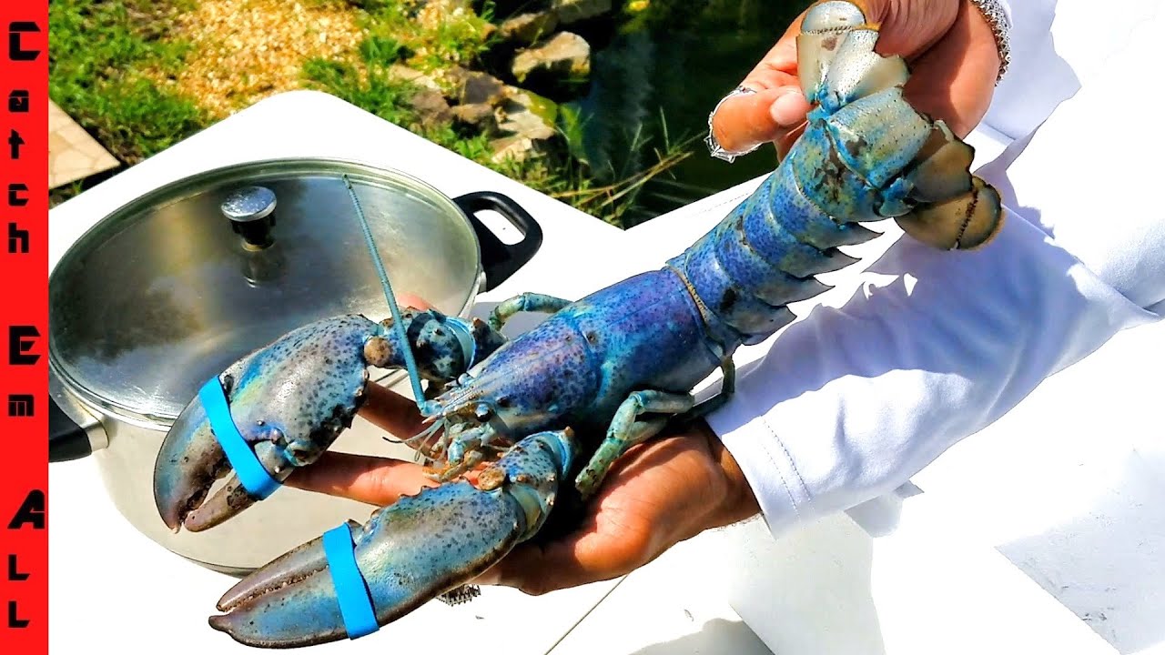 What happens if you cook a blue lobster?