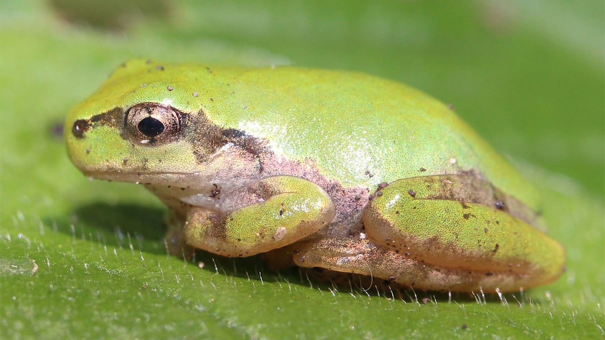 What happens when a frog eats something toxic?