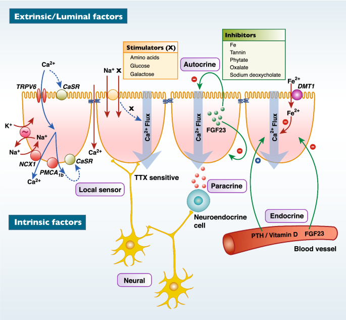 What inhibits the absorption of calcium?