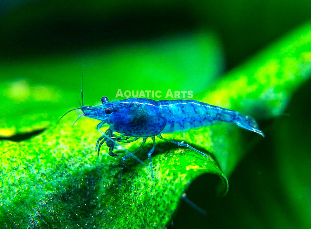 What is a blue shrimp?