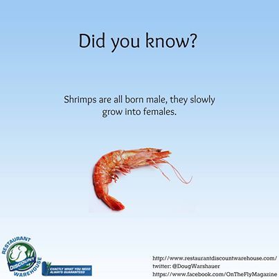 What is a fun fact about shrimp?