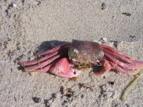 What is a pink crab?