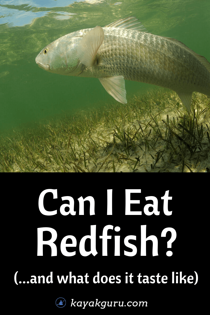 What is a redfish for eating?