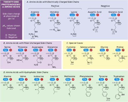 What is an amino acid in simple terms?