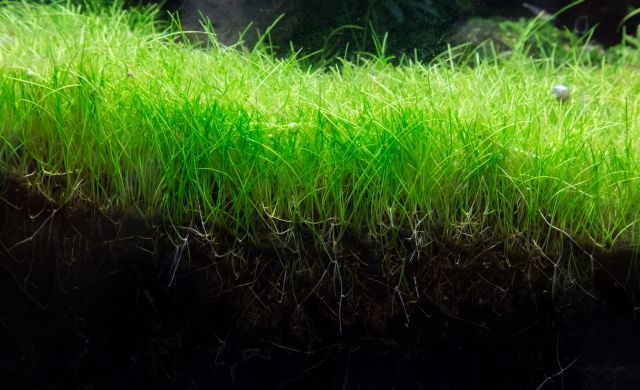 What is another name for aquatic grass?