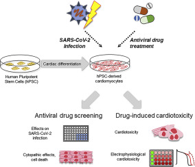 What is antiviral activity?