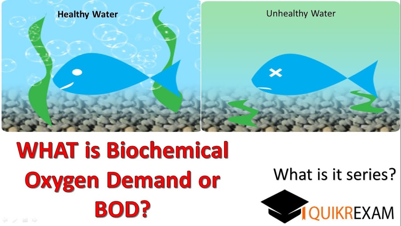 What is BOD Class 12 bio?