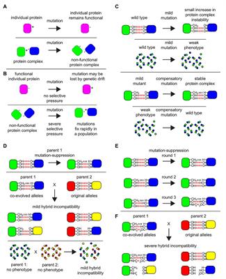 What is considered a complex protein?