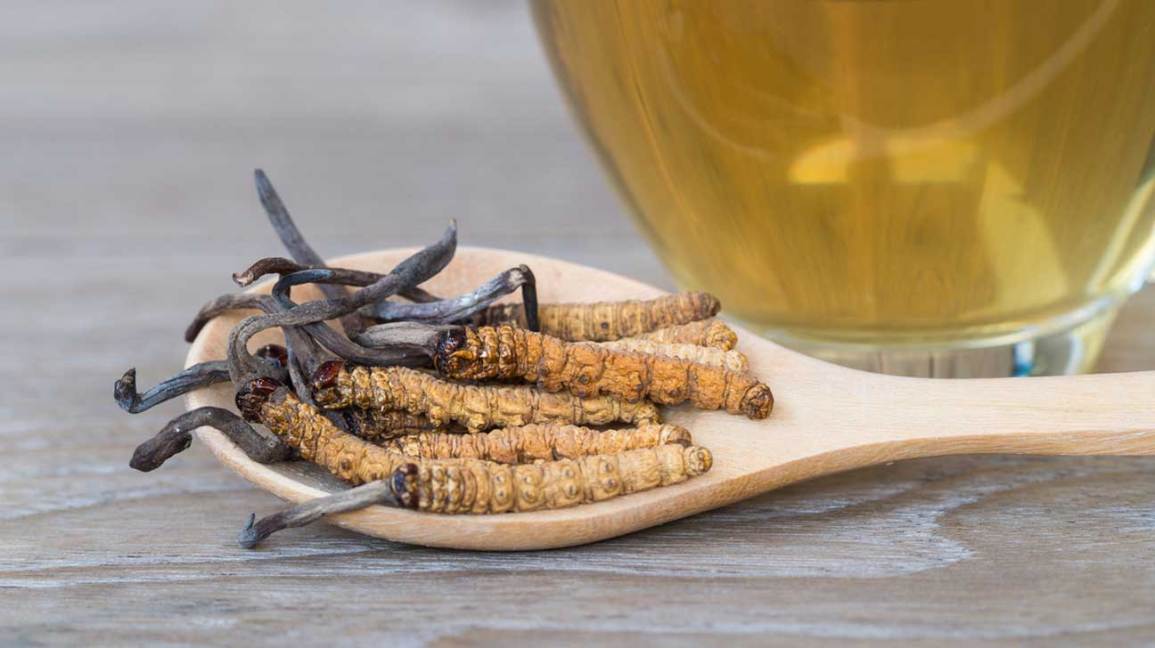 What is Cordyceps mushroom good for?