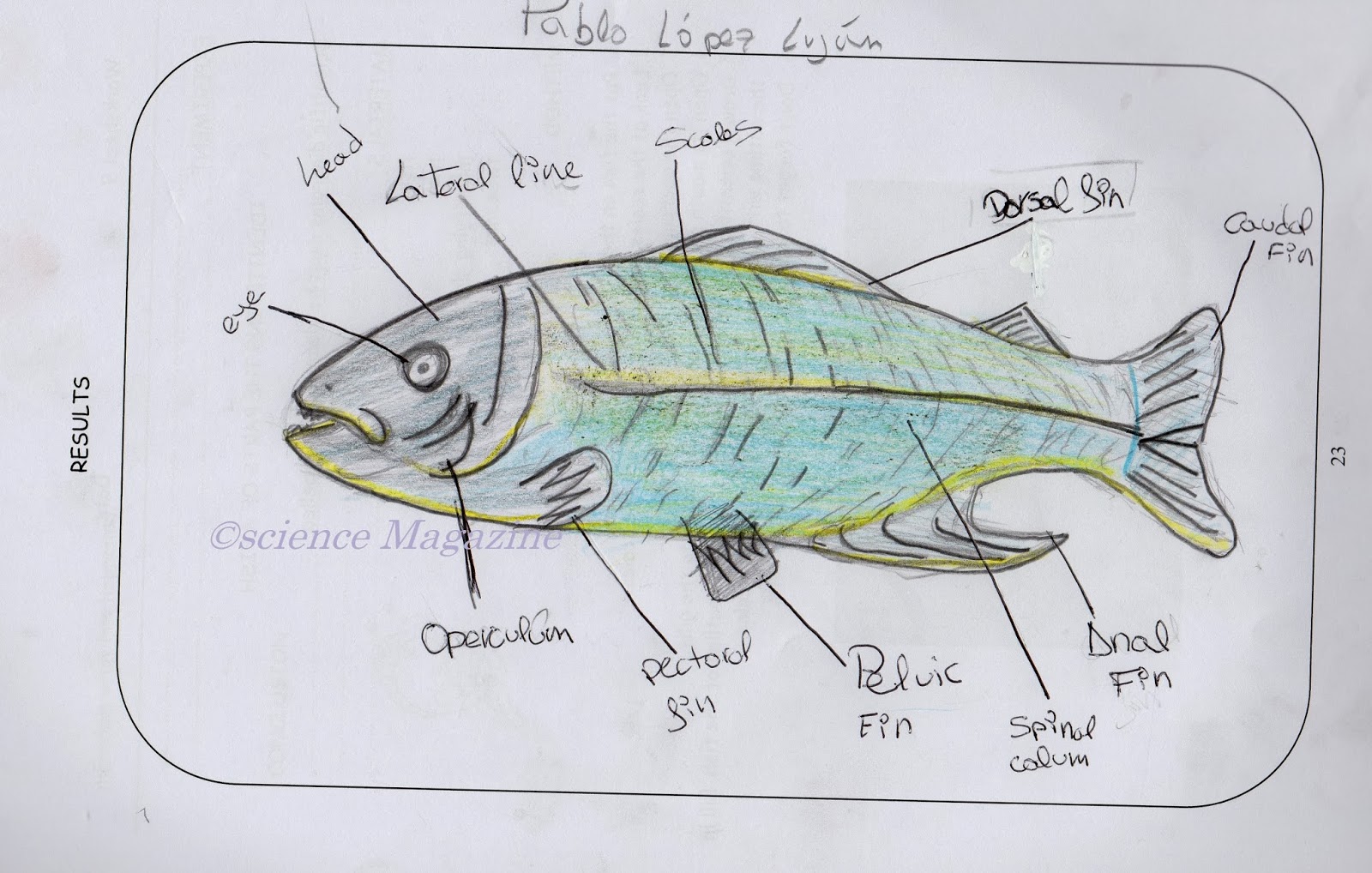 What is fish in science?
