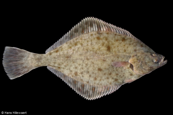 What is flounder called in the UK?