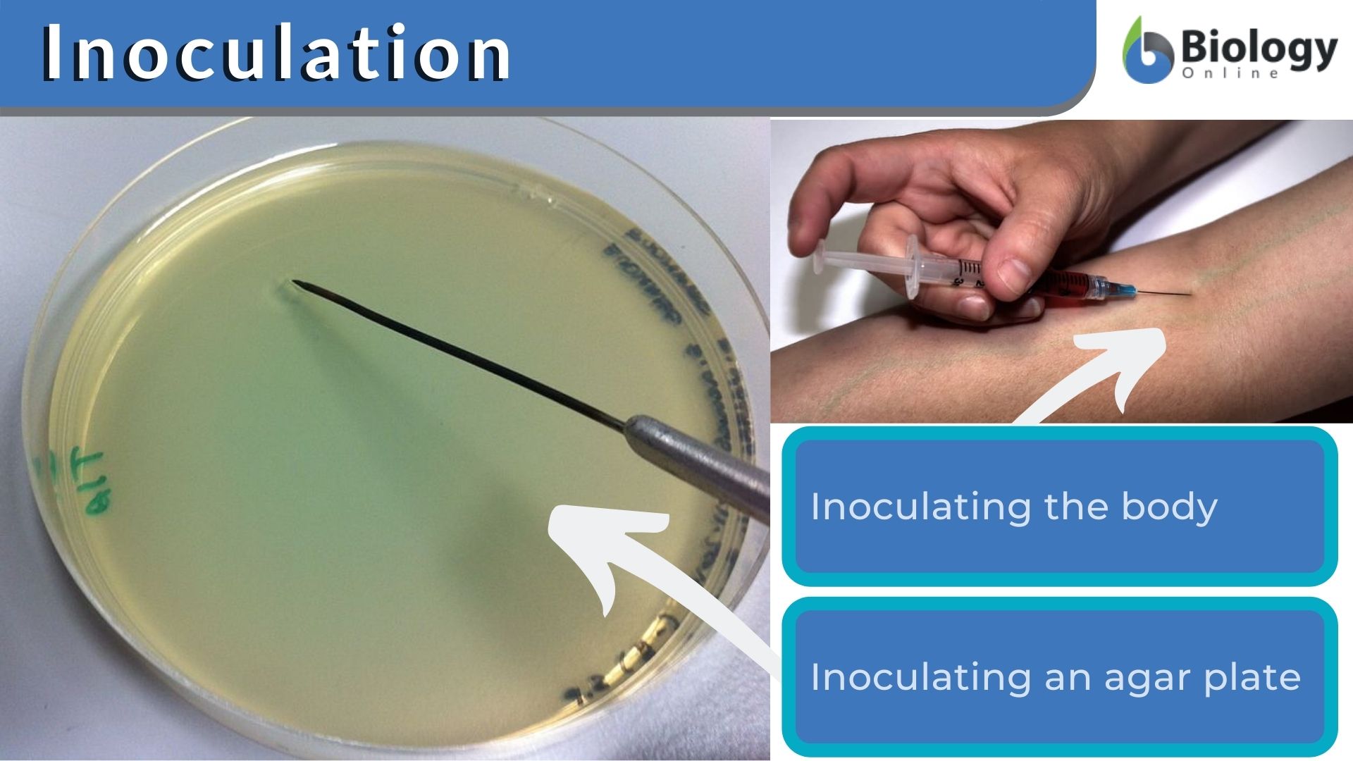 What is inoculation and what is its purpose?