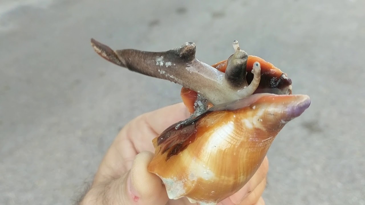 What is inside a conch shell?