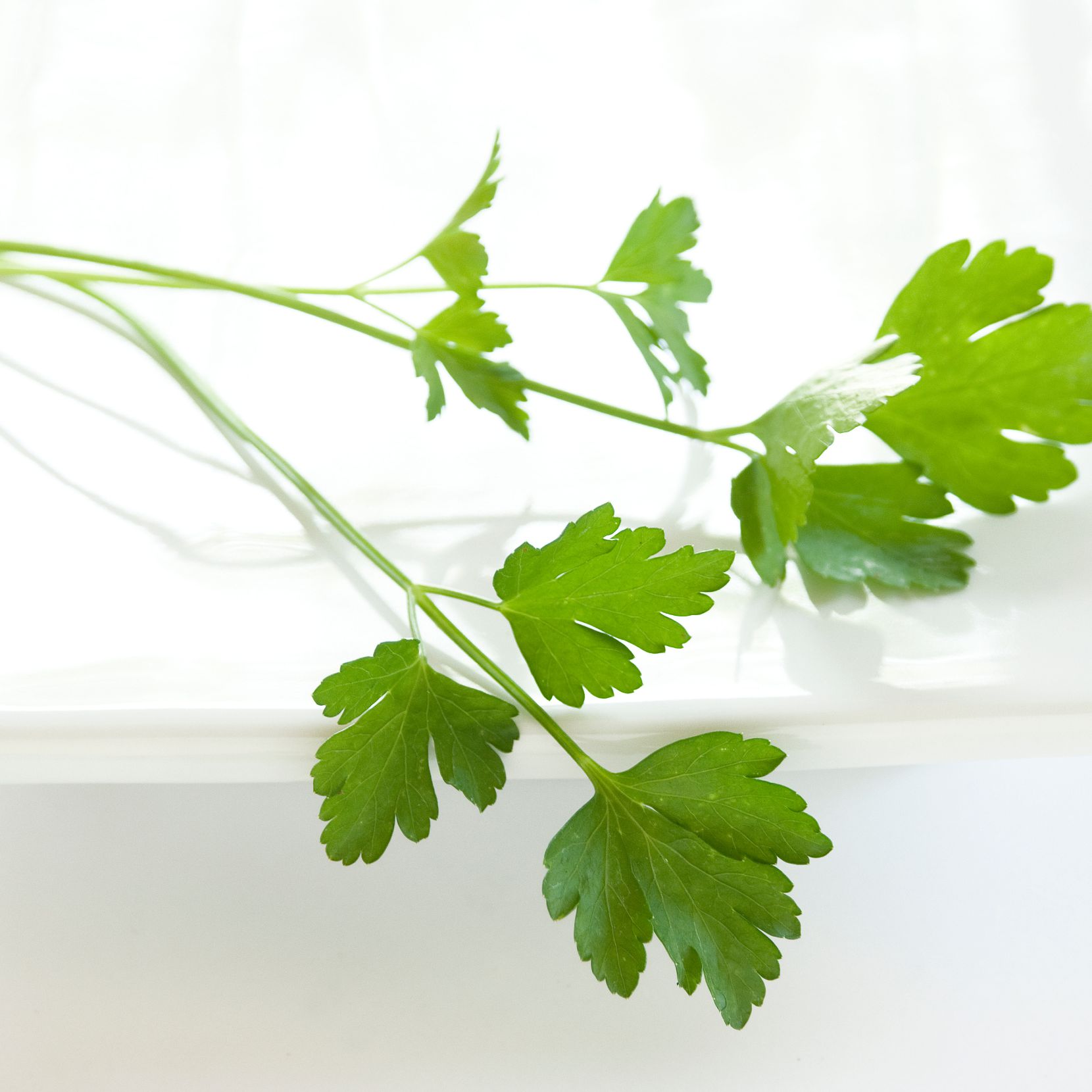 What is Italian parsley?