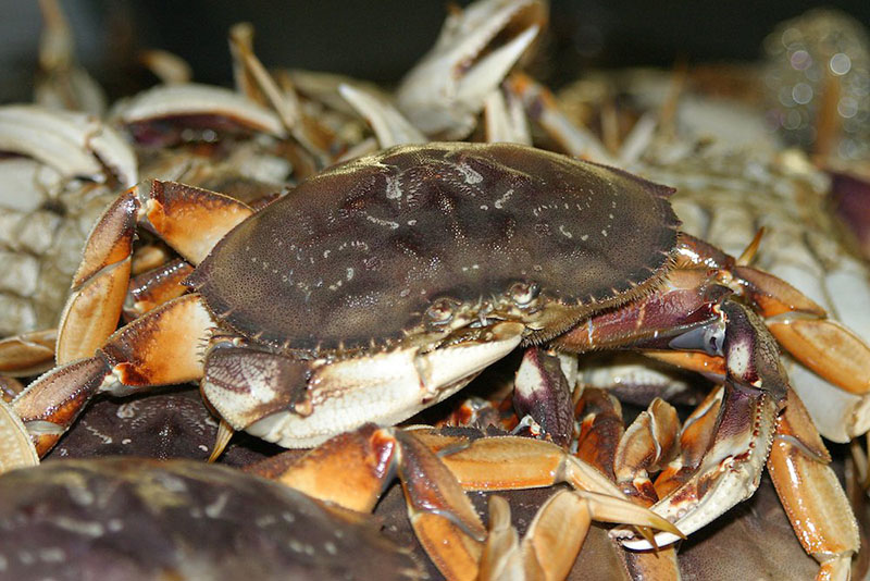 What is market price for Dungeness crab in Oregon?