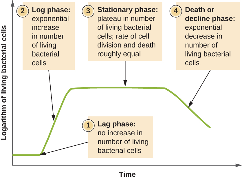 What is microbial growth in microbiology?