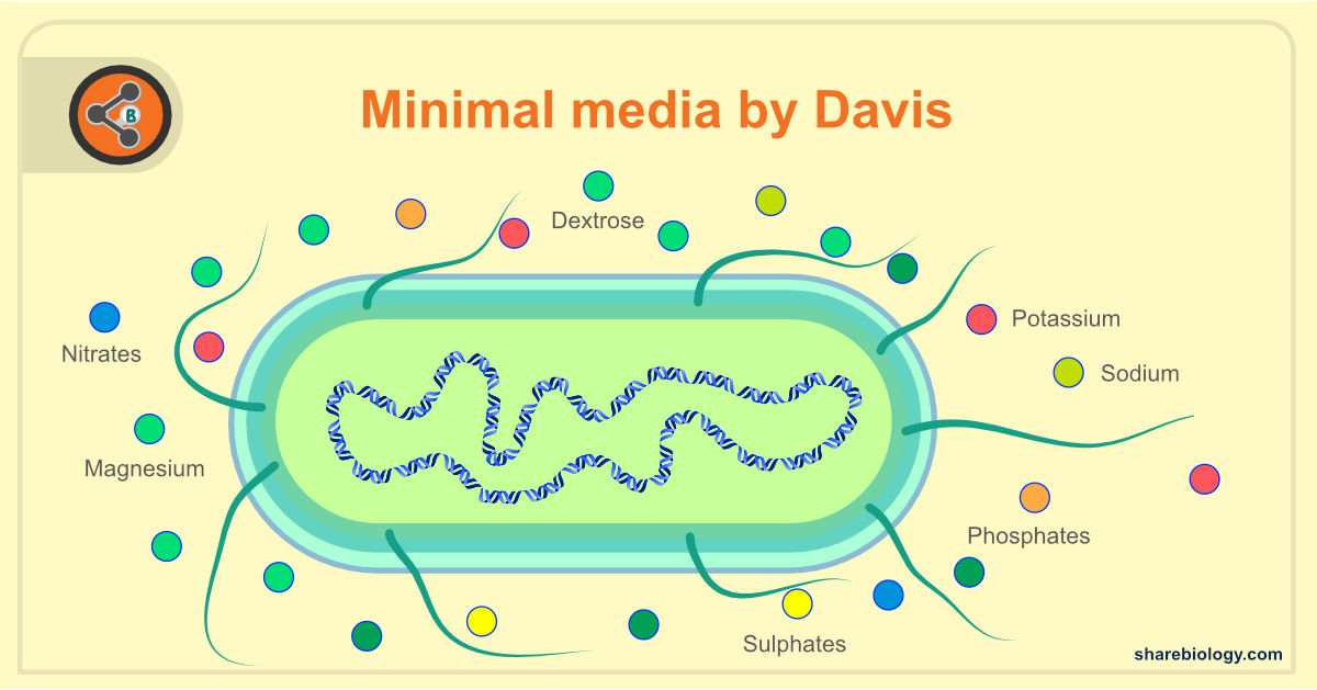 What is minimal agar or minimal medium?
