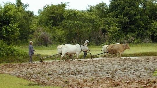 What is rice farming like in Cambodia?