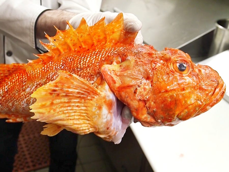 What is scorpion fish like to eat?
