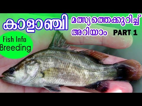 What is sea bass in Malayalam?