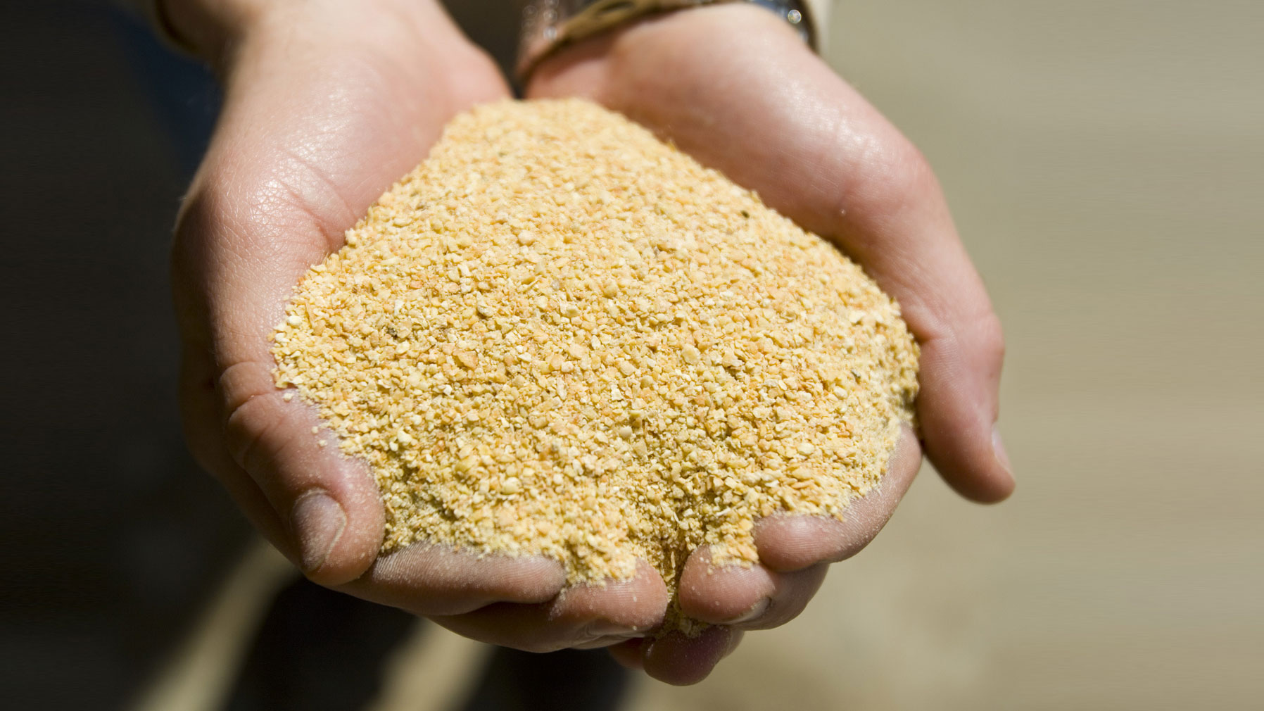 What is soybean meal high in?