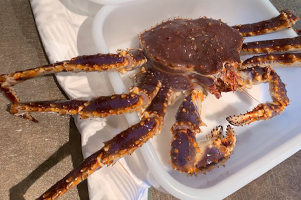 What is special about king crab?