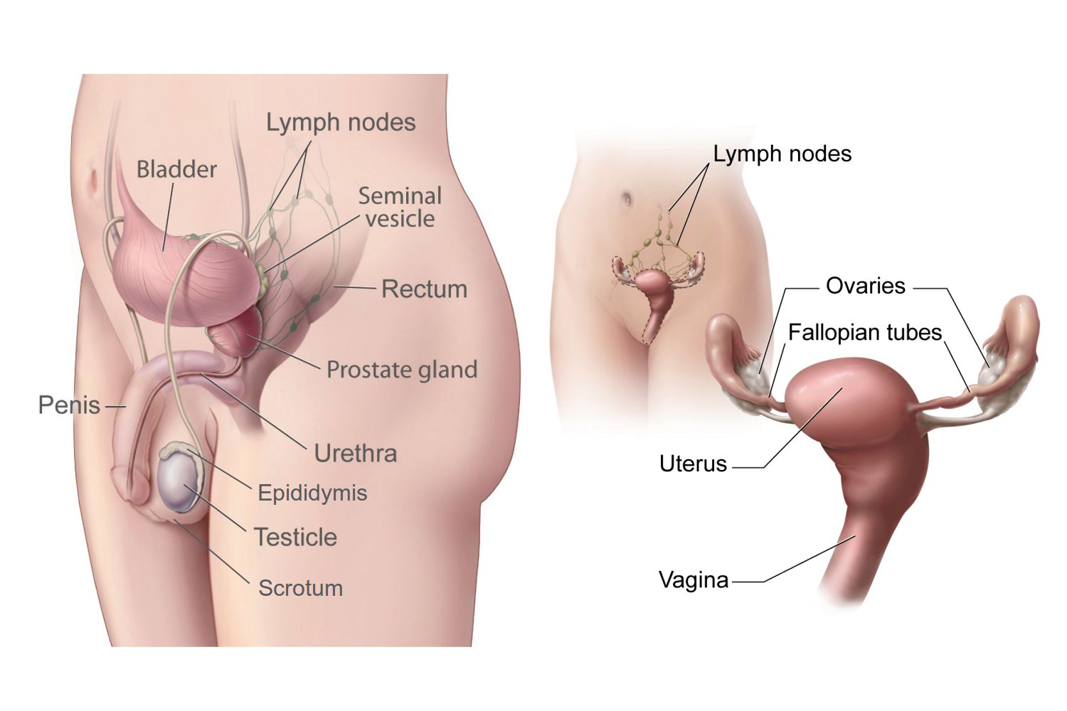 What is testis in male and female?