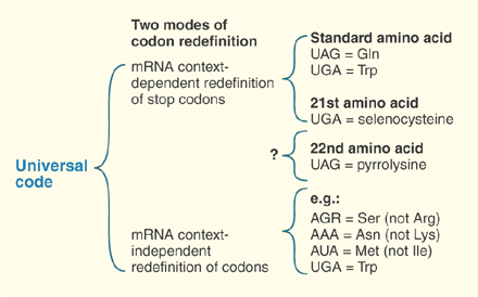 What is the 22nd amino acid?