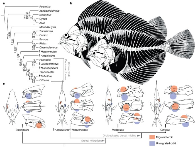 What is the asymmetry of a flatfish?