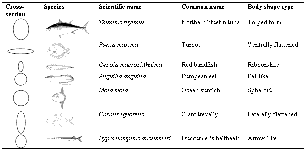 What is the basis for the diversity in fish morphology?