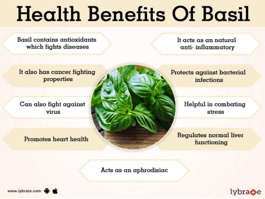 What is the benefits of basil leaves?