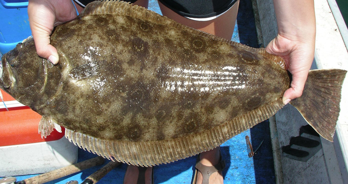 What is the best bait to catch a flounder?
