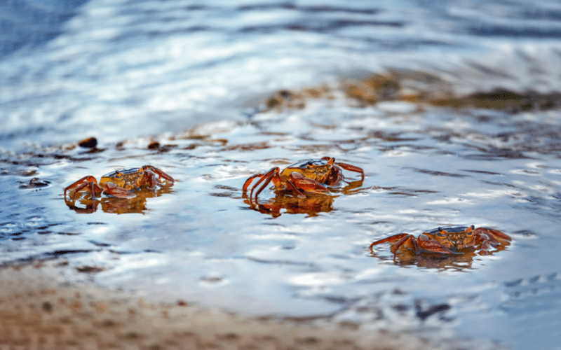 What is the best moon to go crabbing?