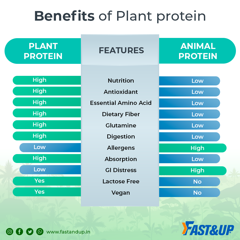 What is the best protein substitute for animal protein?
